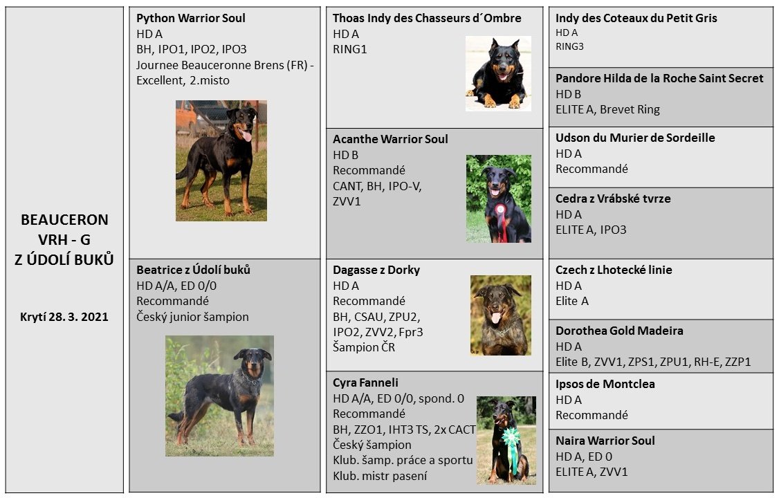 Vrh "F" Beatrice x Python :: zudolibuku.cz